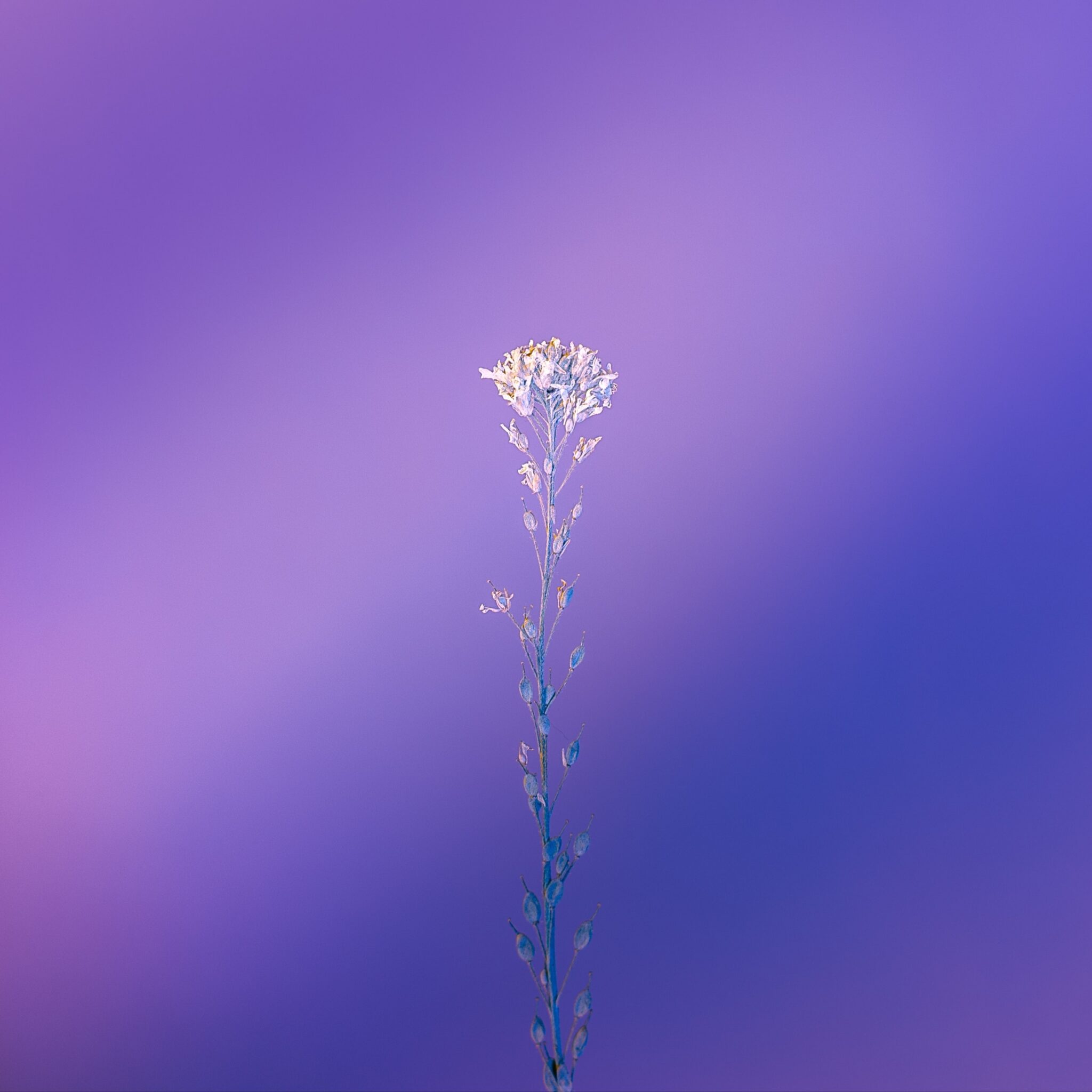 Best 20+ Purple Profile Picture » Mixing Images